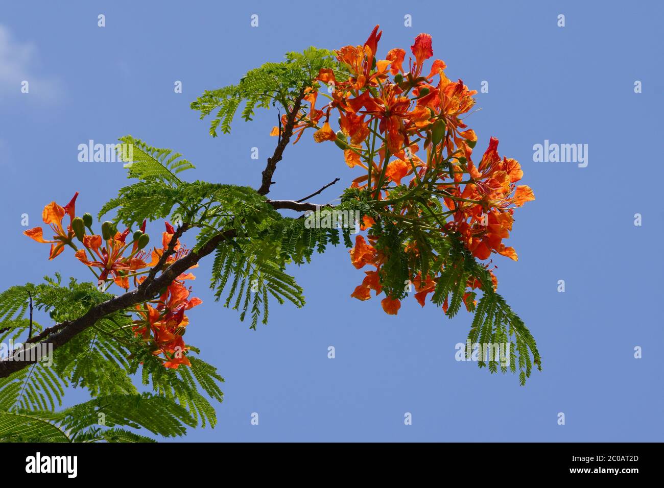 Flame tree (Delonix regia Stock Photo - Alamy