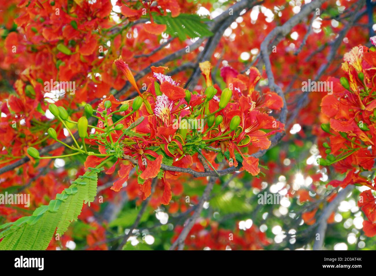 Flame tree (Delonix regia Stock Photo - Alamy