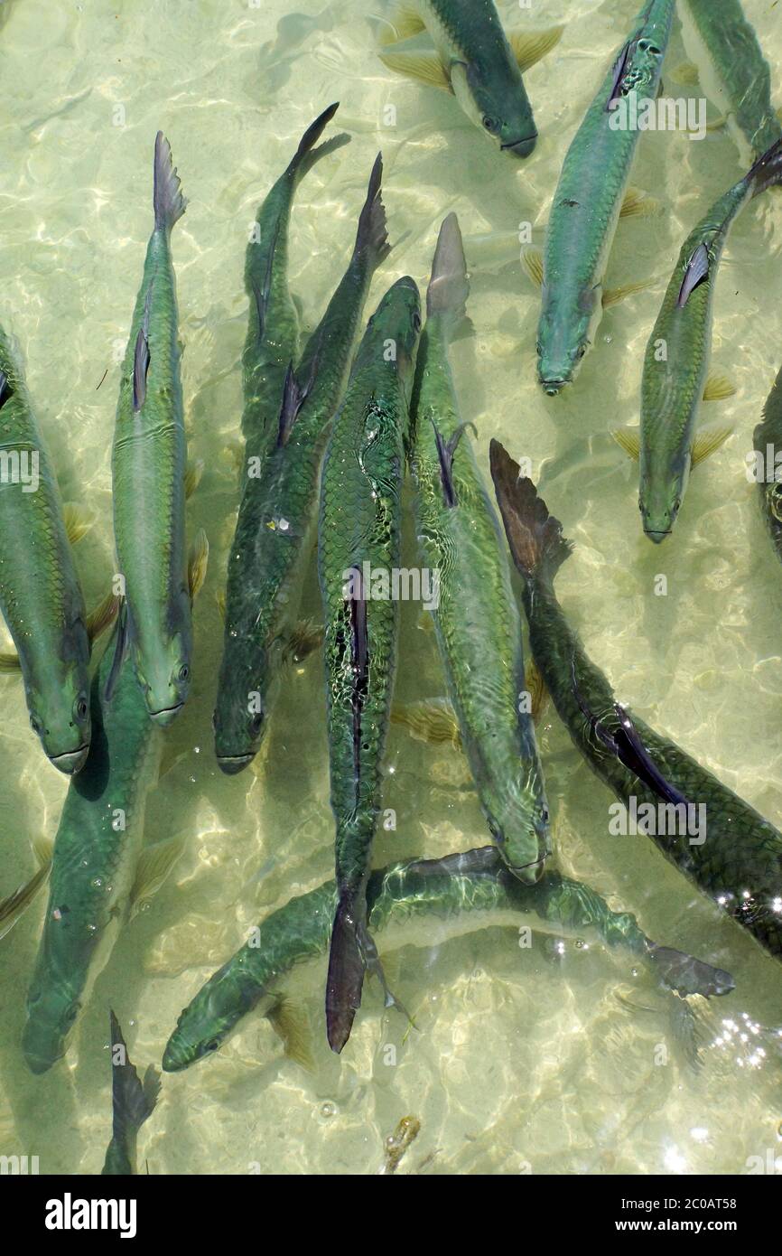 Atlantic tarpon (Megalops atlanticus Stock Photo - Alamy