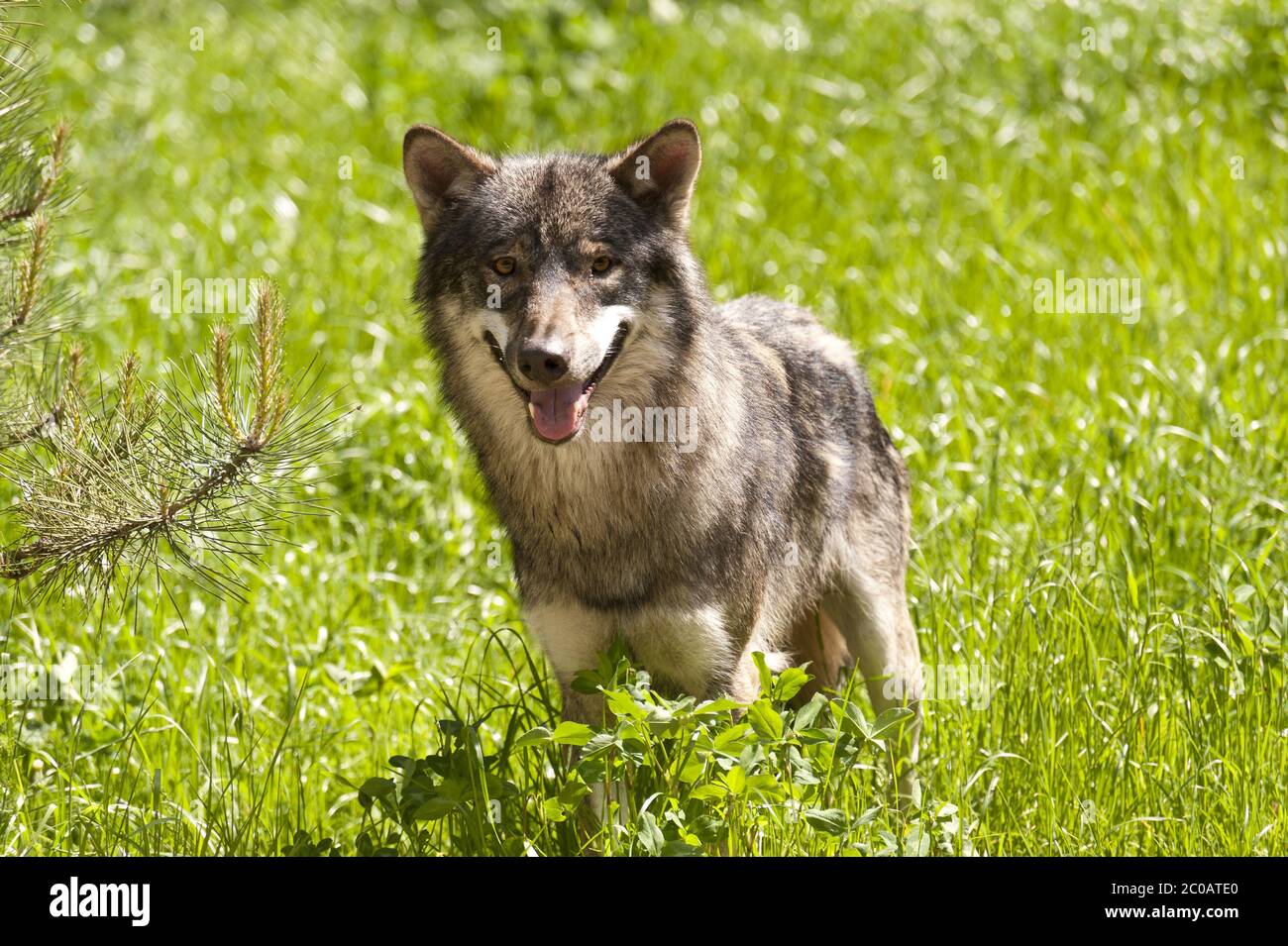 History nature canis lupus lupus hi-res stock photography and images ...