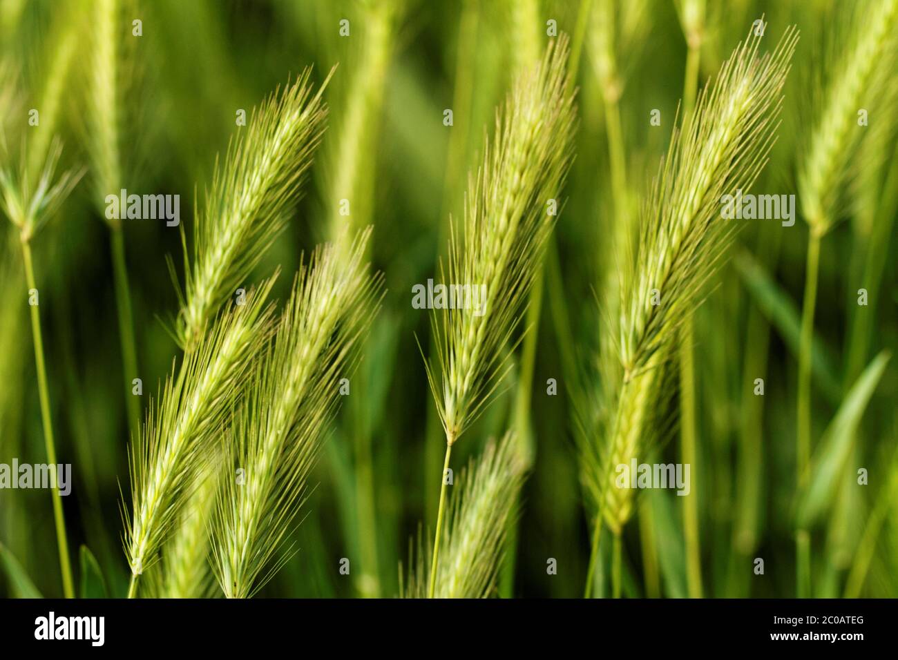 Close up photo of beautiful green grain Stock Photo - Alamy