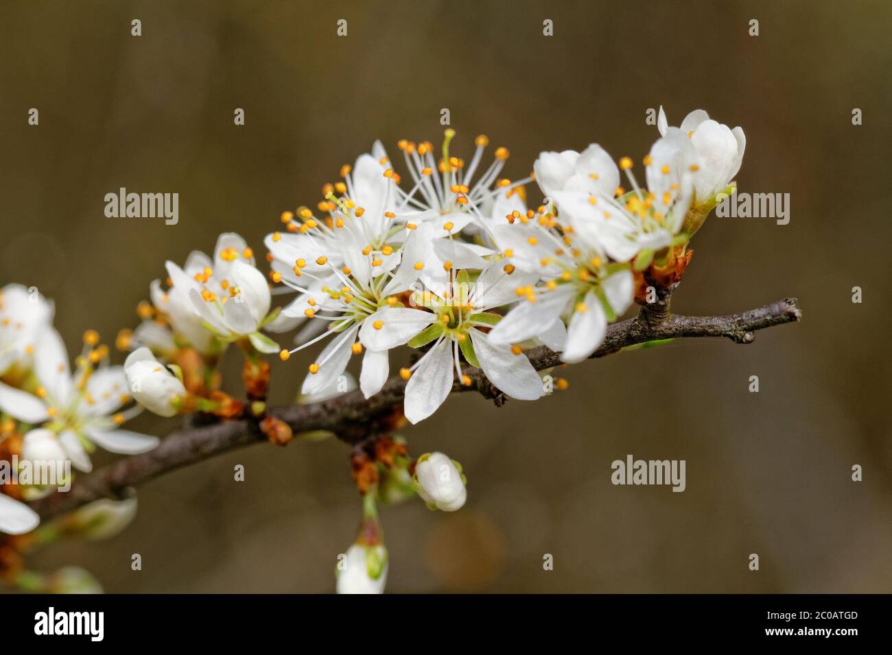 Close up photo of beautiful tree bloom Stock Photo - Alamy