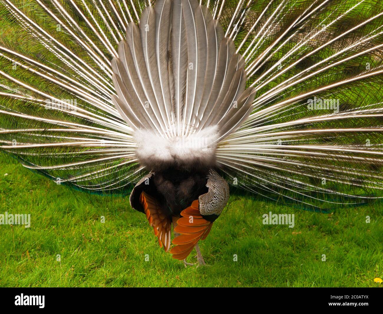 Male peacock hi-res stock photography and images - Alamy