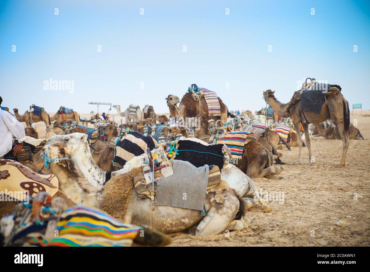 Arabian camels or Dromedary also called a one-humped camel in the ...