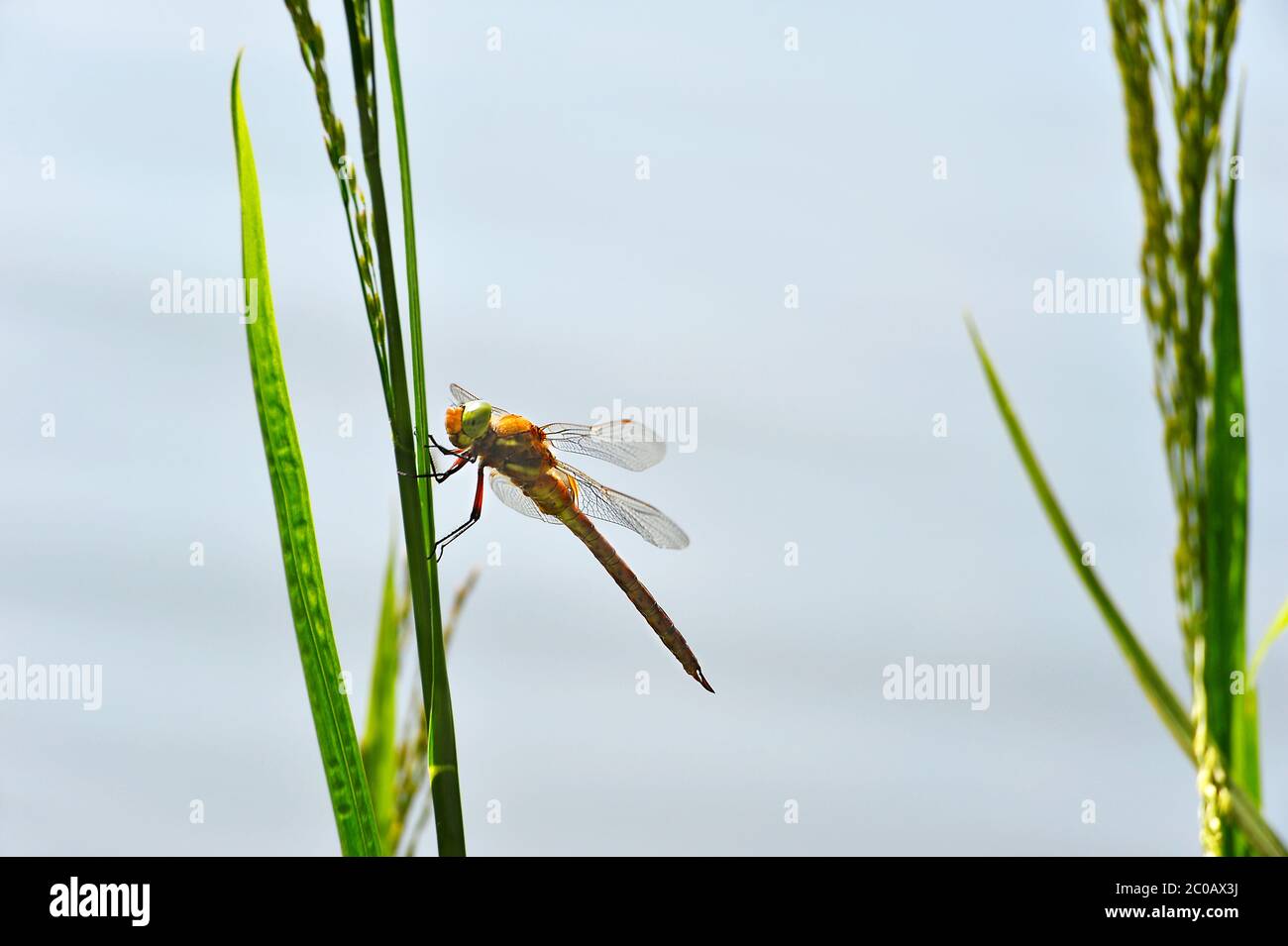 Helicopter insects hi-res stock photography and images - Alamy