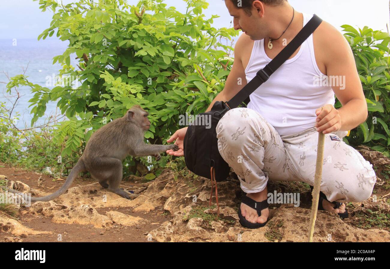Macaque monkey stealing from traveler at Uluwatu temple, Bali ...