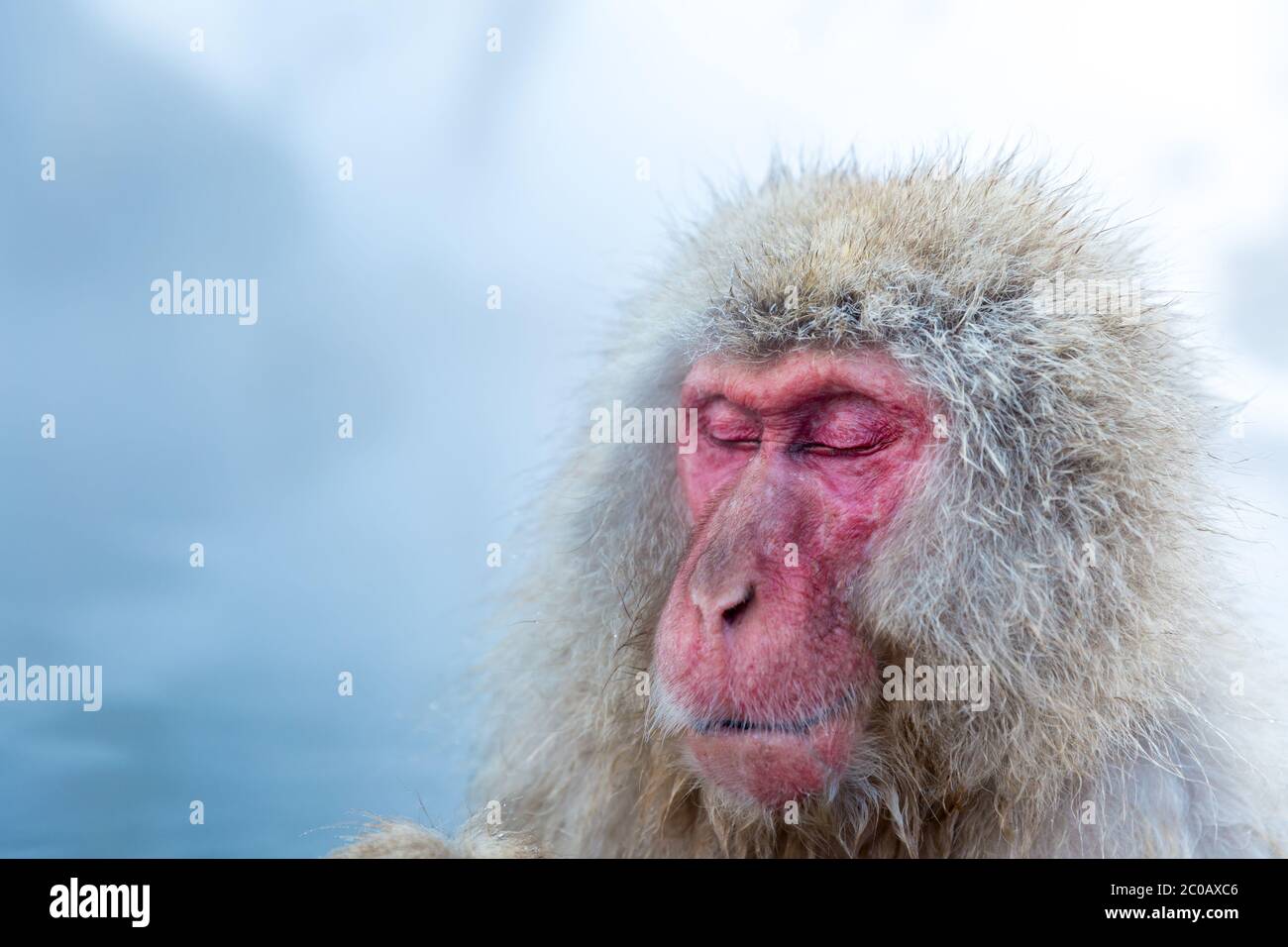 Snow monkey Macaque Onsen Stock Photo - Alamy