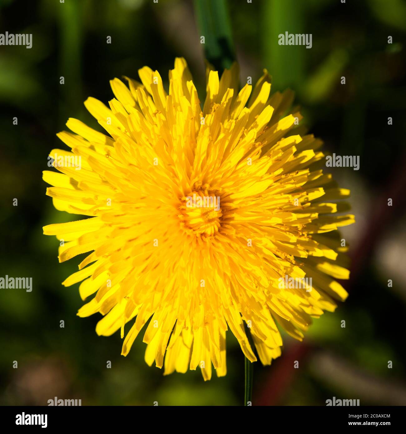Dandelion blossom blooming detail hi-res stock photography and images ...