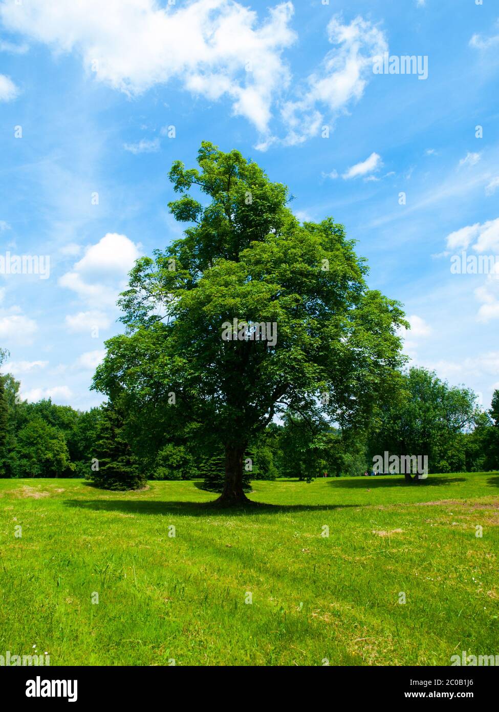 Big deciduous tree on the meadow in summer time with blue sky and white ...