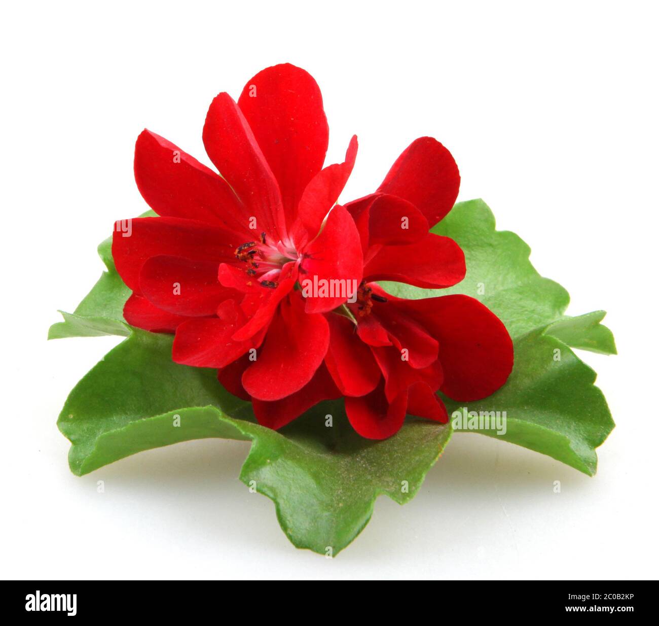 Pelargoniums Geranium Cut Out Stock Images & Pictures - Alamy