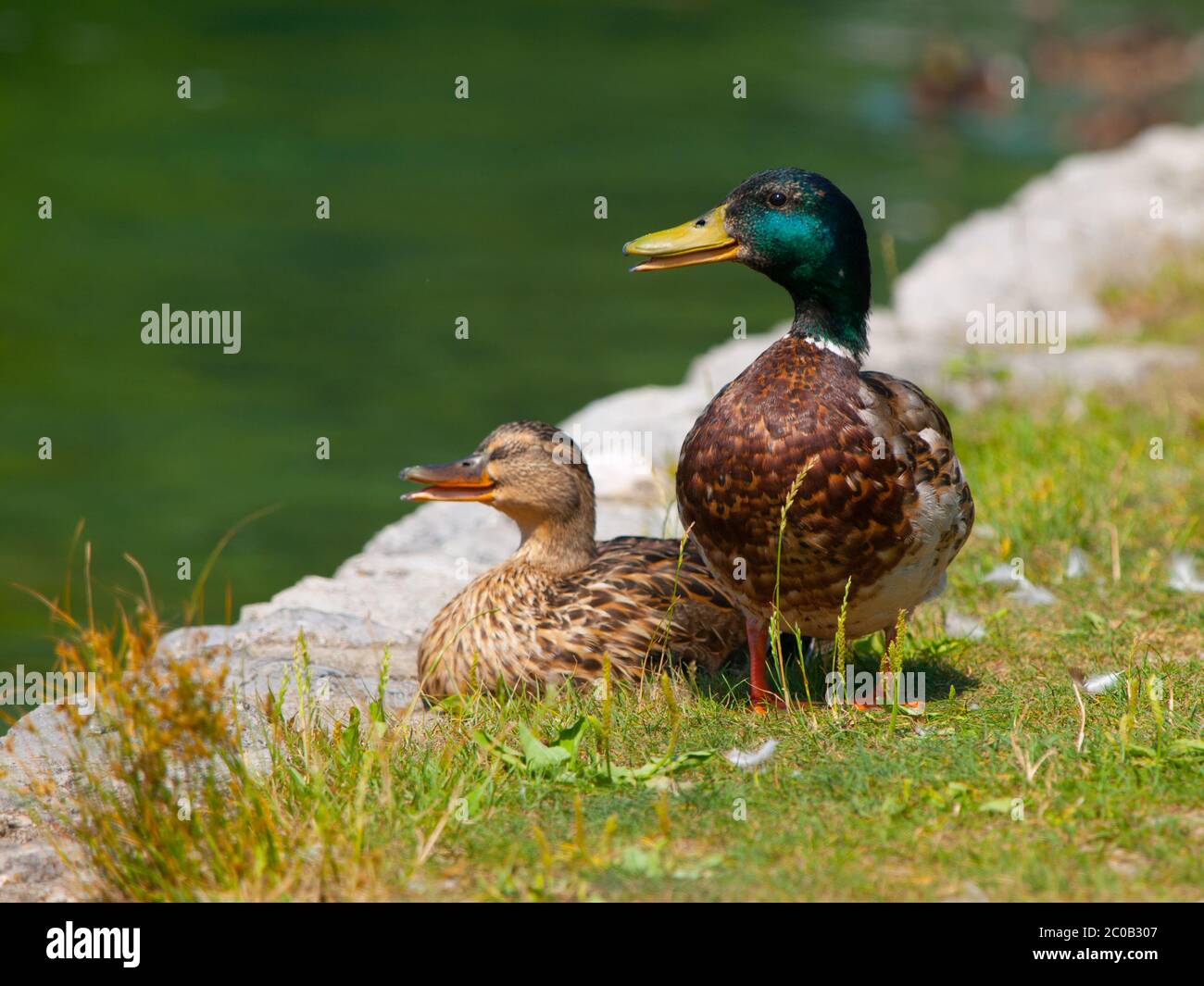 Breeding male wood duck hi-res stock photography and images - Alamy