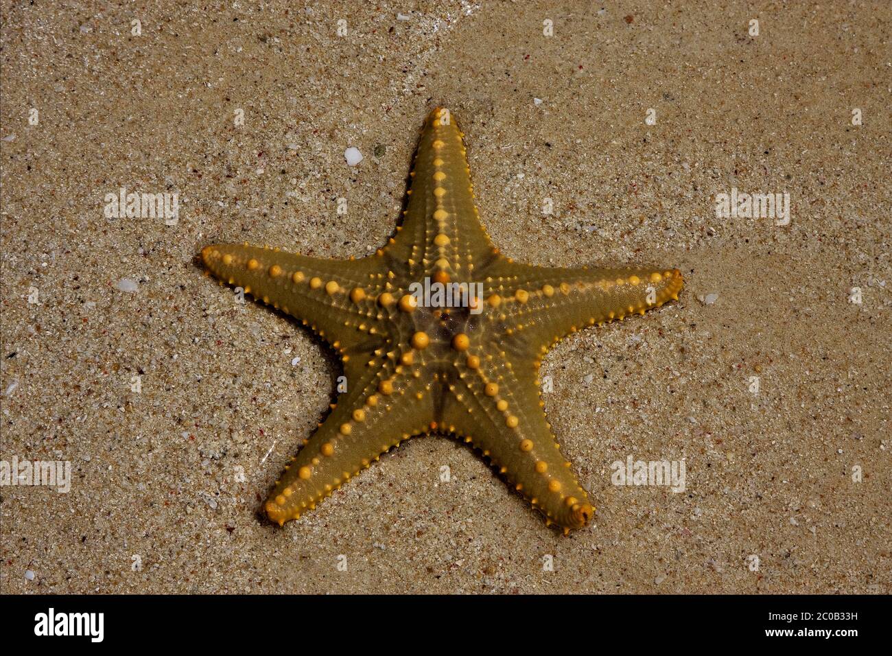 Five point star fish hi-res stock photography and images - Alamy