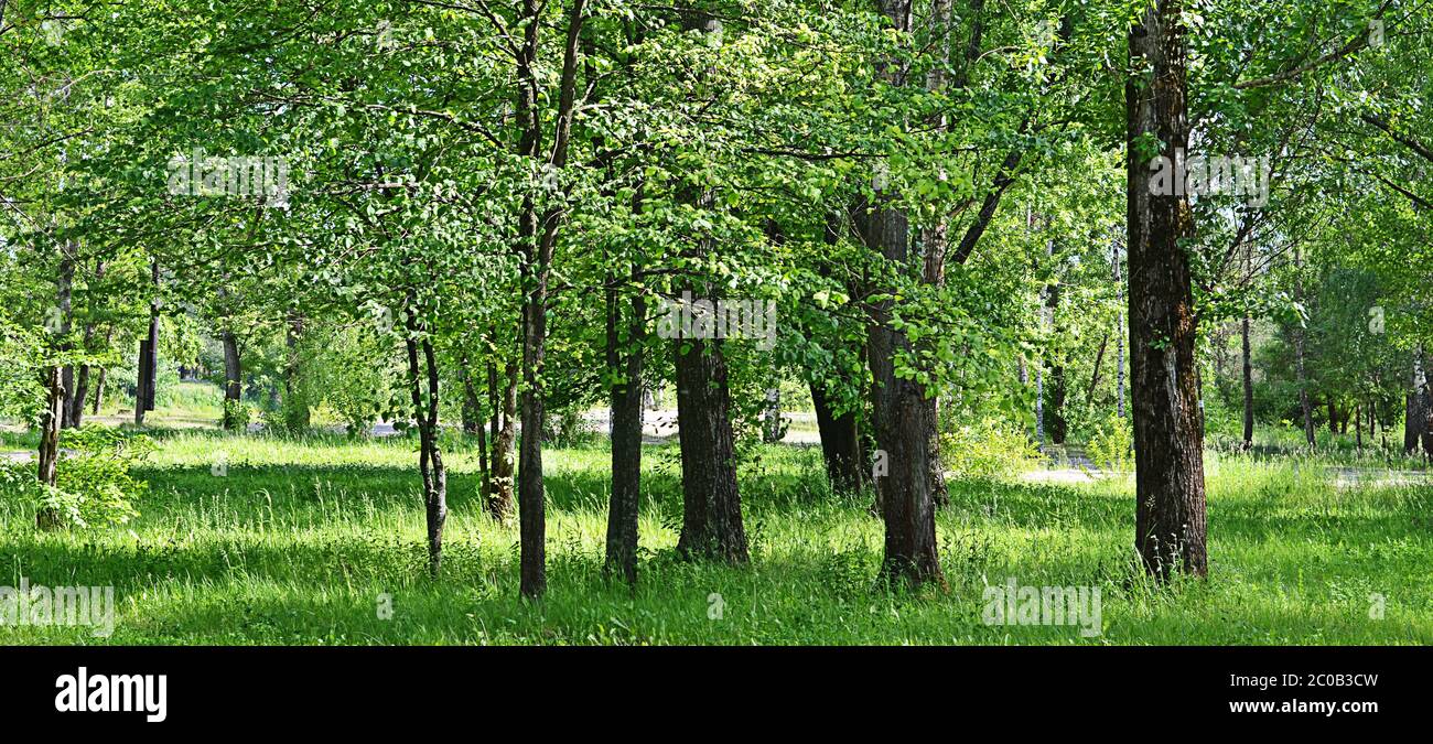 Trees in park the summer Stock Photo - Alamy