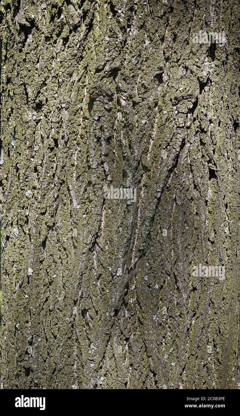 Tree bark close up hi-res stock photography and images - Alamy
