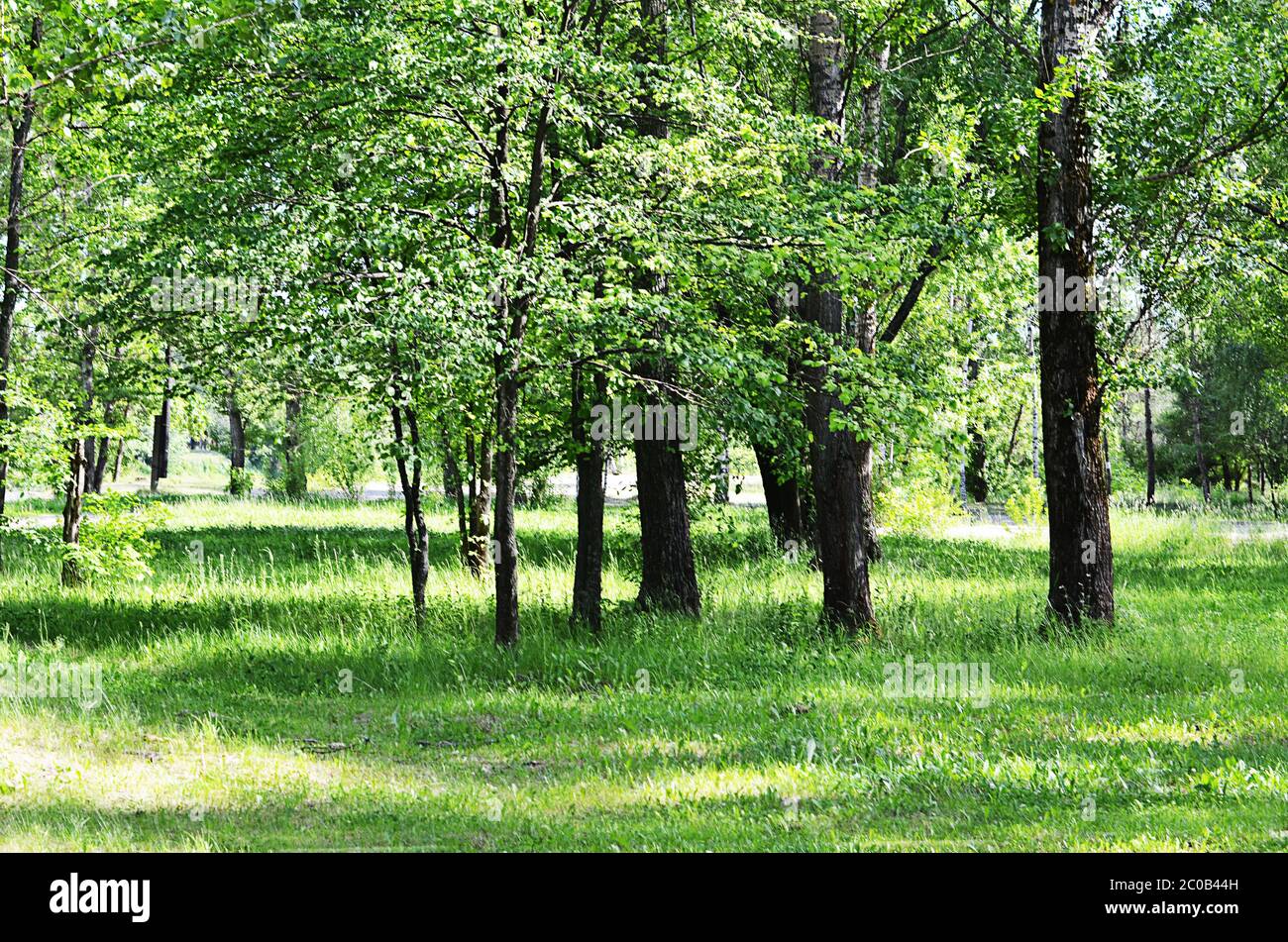 Trees in park the summer Stock Photo - Alamy