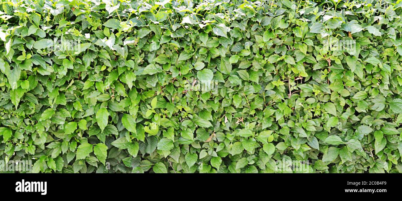 The cut-off bush with leaves Stock Photo - Alamy