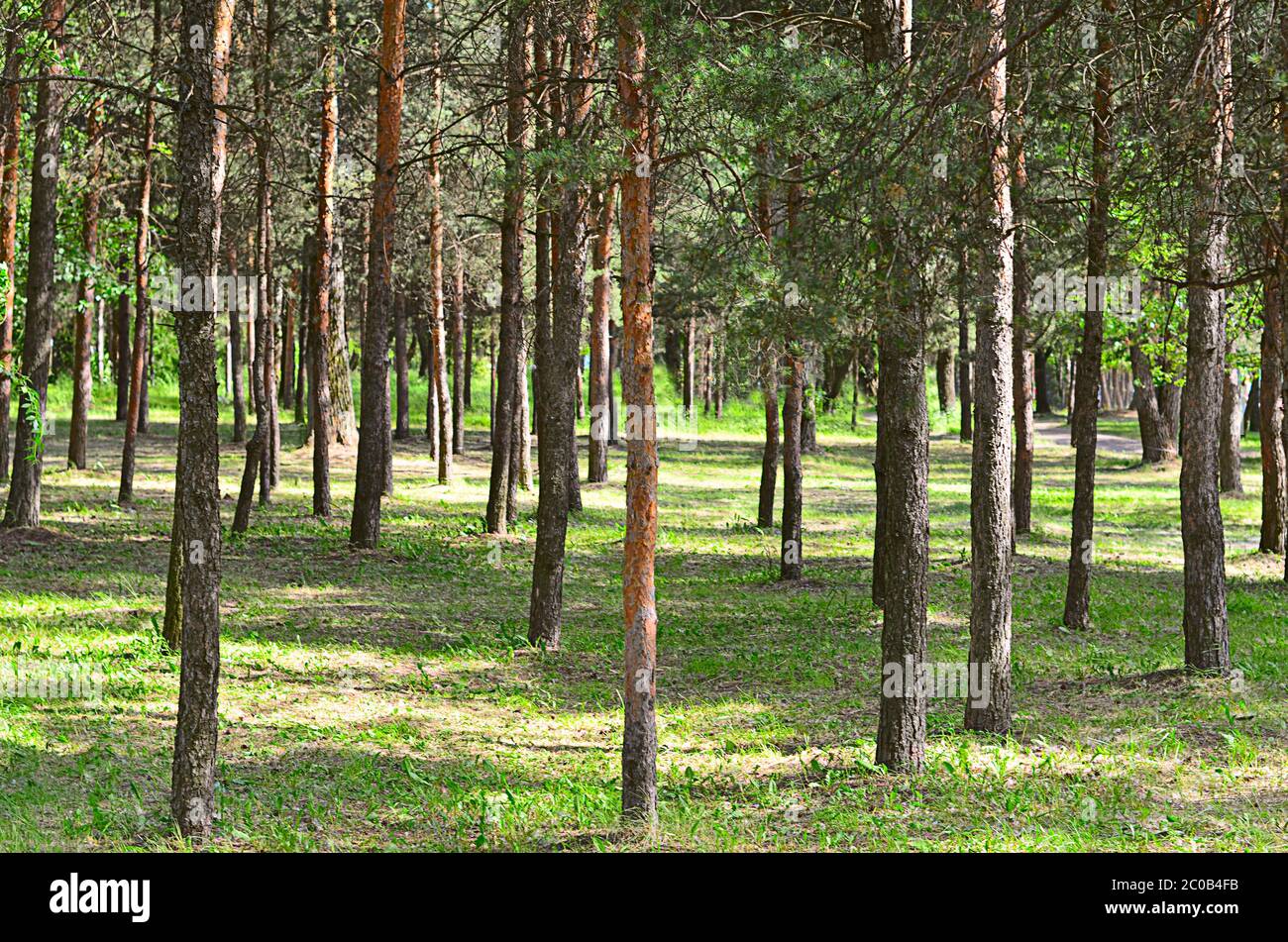 Summer park deciduous trees hi-res stock photography and images - Alamy