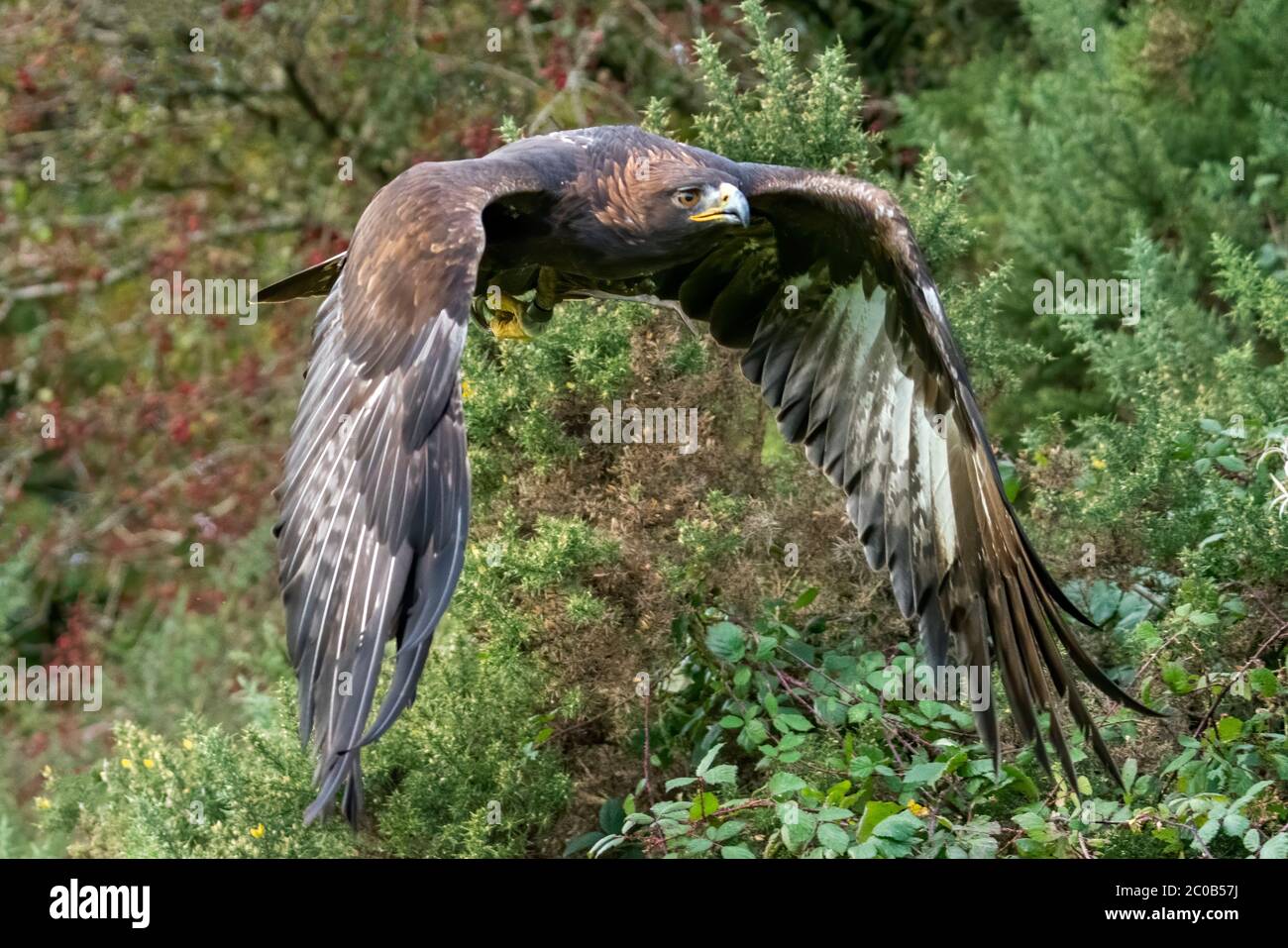 Swooping hi-res stock photography and images - Alamy