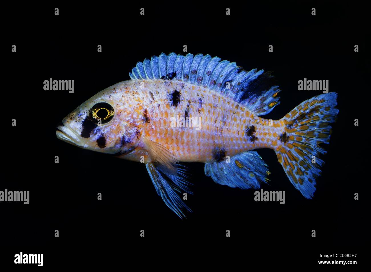 African cichlid fish hi-res stock photography and images - Alamy