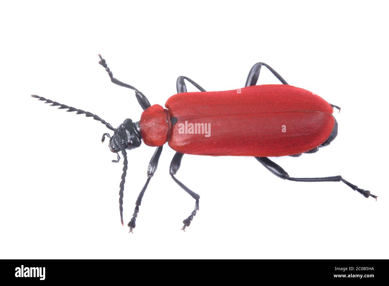 Red beetle hi-res stock photography and images - Alamy