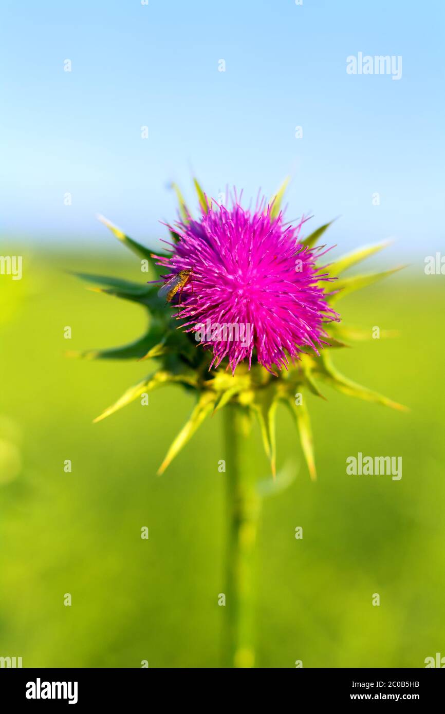 Desert thistle hi-res stock photography and images - Alamy