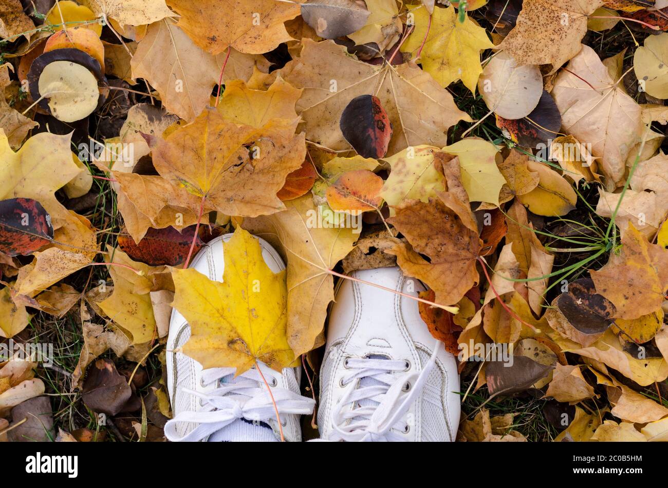 White sport shoes in autumn leaves. Fall season background Stock Photo ...