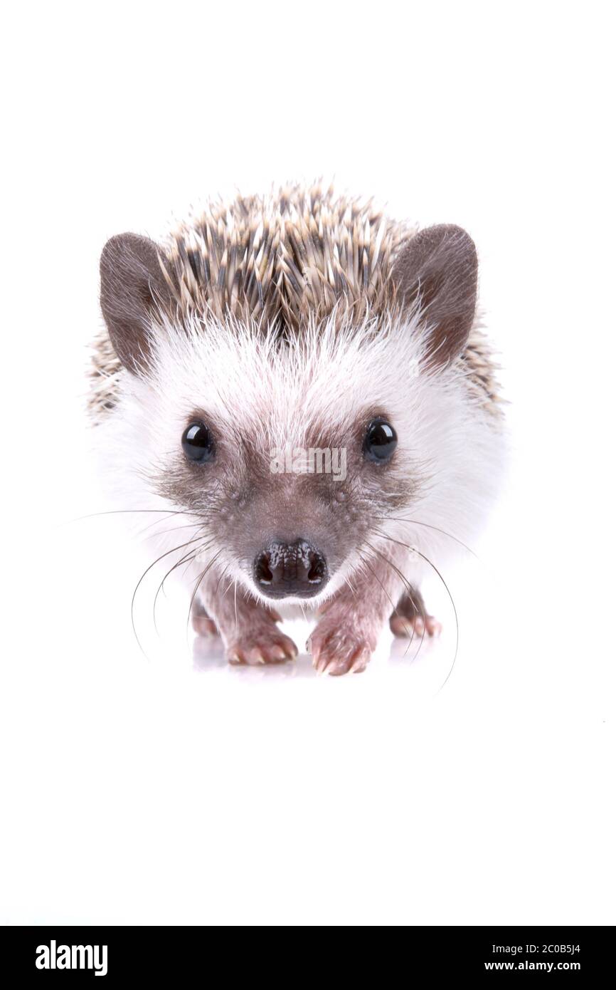 Hedgehog cute Cut Out Stock Images & Pictures - Alamy