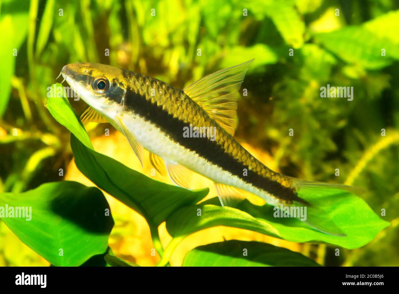 Fish with black stripe Stock Photo - Alamy