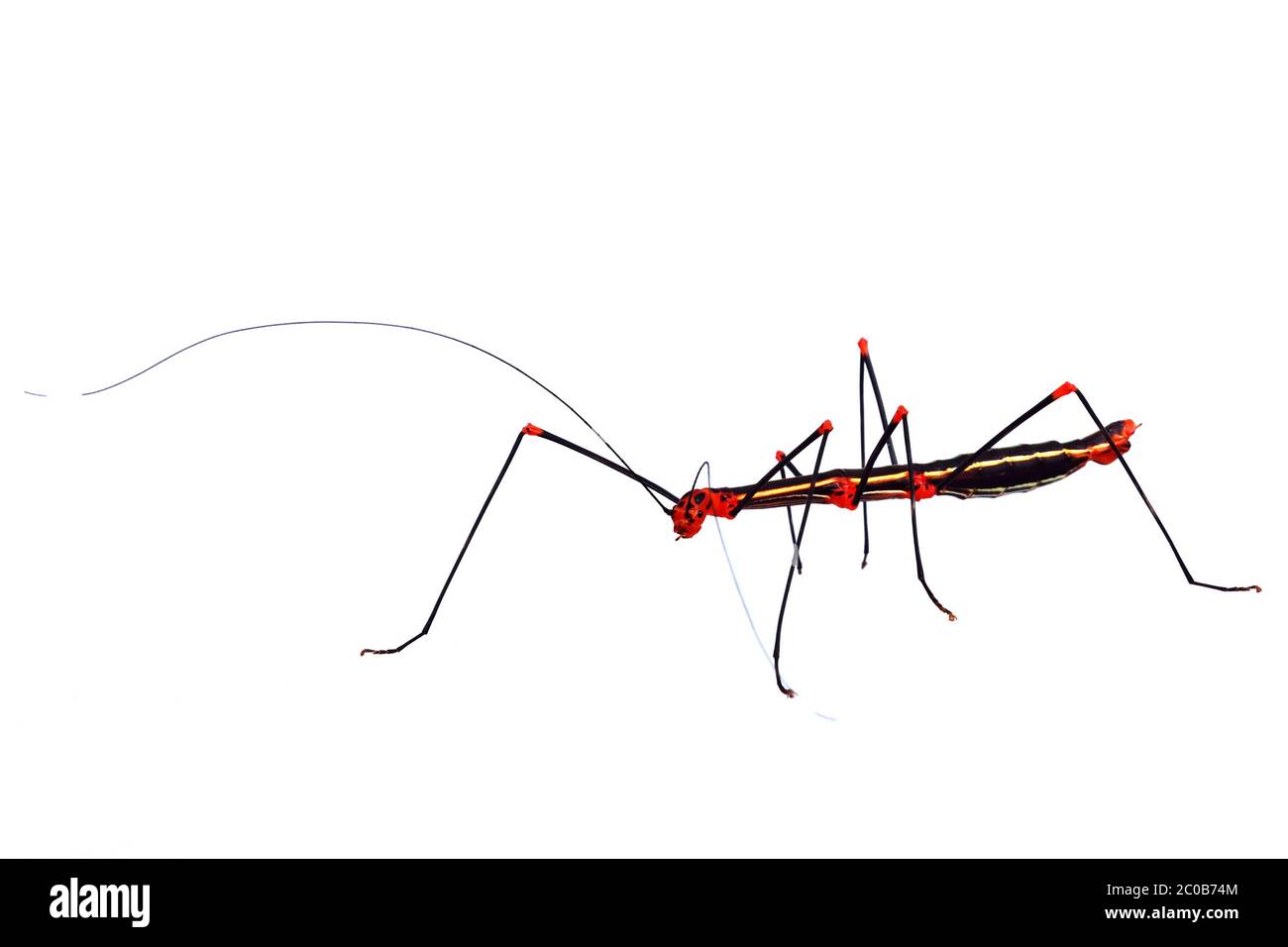 Phasmatodea hi-res stock photography and images - Alamy