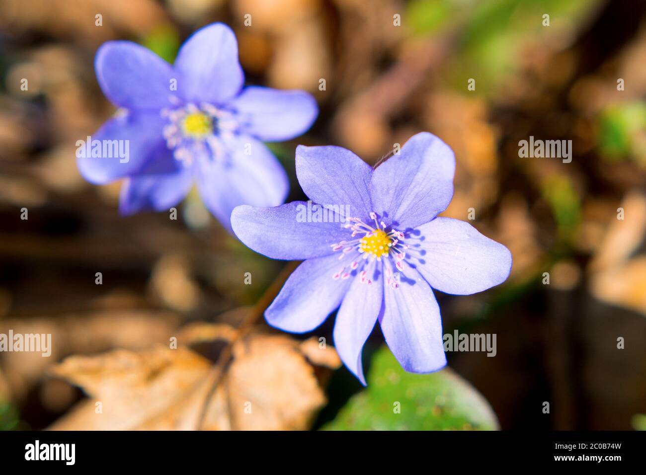 Vilolet blue flowers hi-res stock photography and images - Alamy