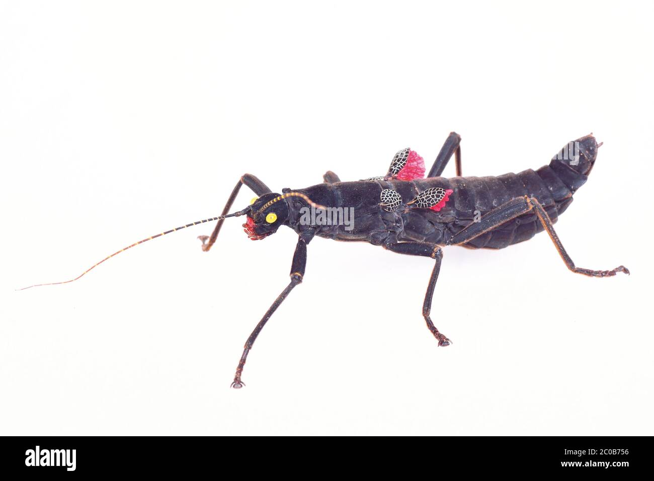 Phasmatodea hi-res stock photography and images - Alamy