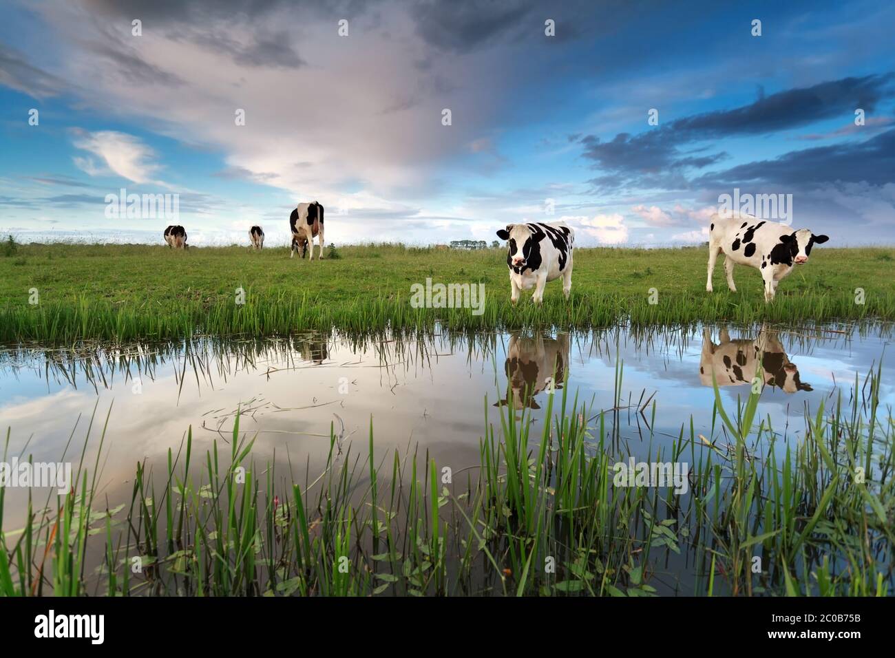Pasture surface hi-res stock photography and images - Alamy