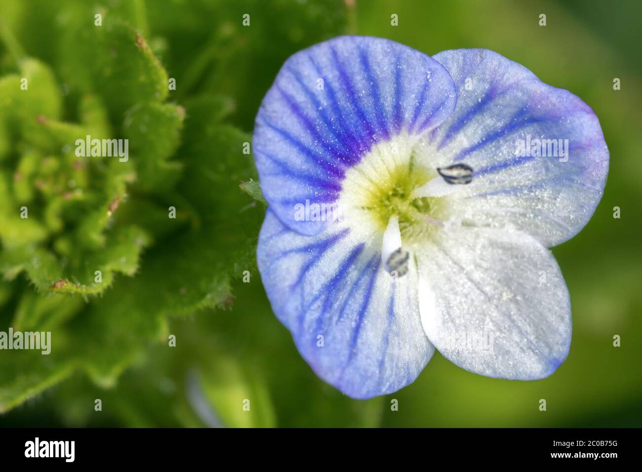 Blue white flower hi-res stock photography and images - Alamy
