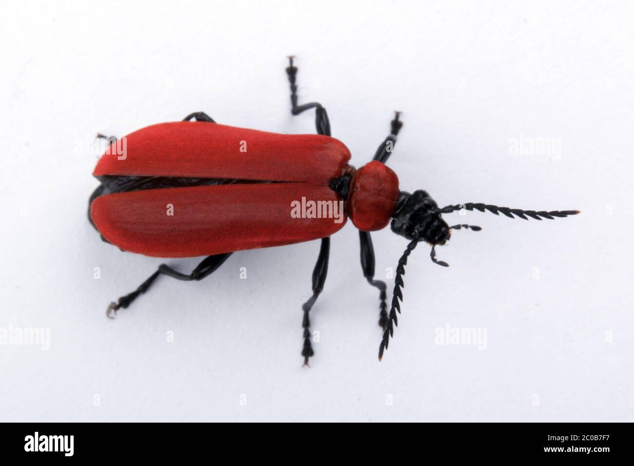 Red beetle hi-res stock photography and images - Alamy