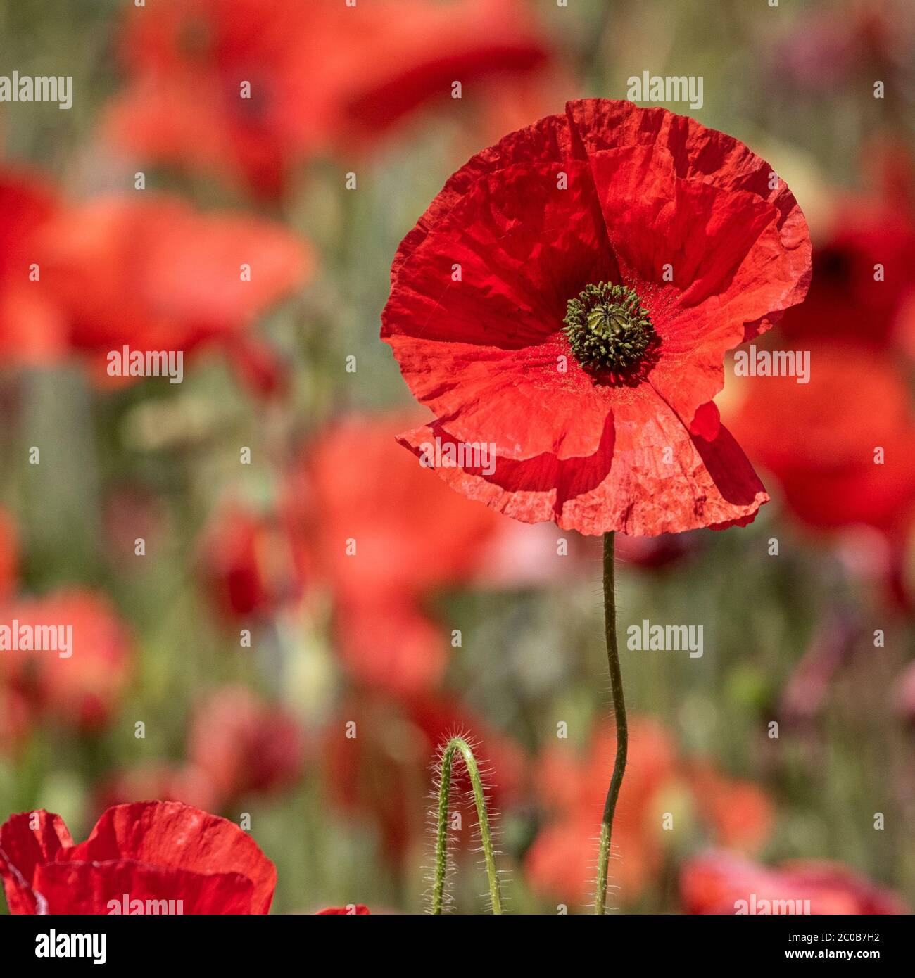Poppyfields In Norfolk High Resolution Stock Photography and Images - Alamy