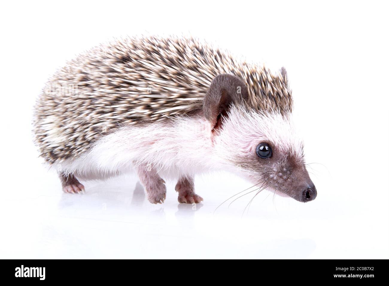 Four toed hedgehog hi-res stock photography and images - Alamy