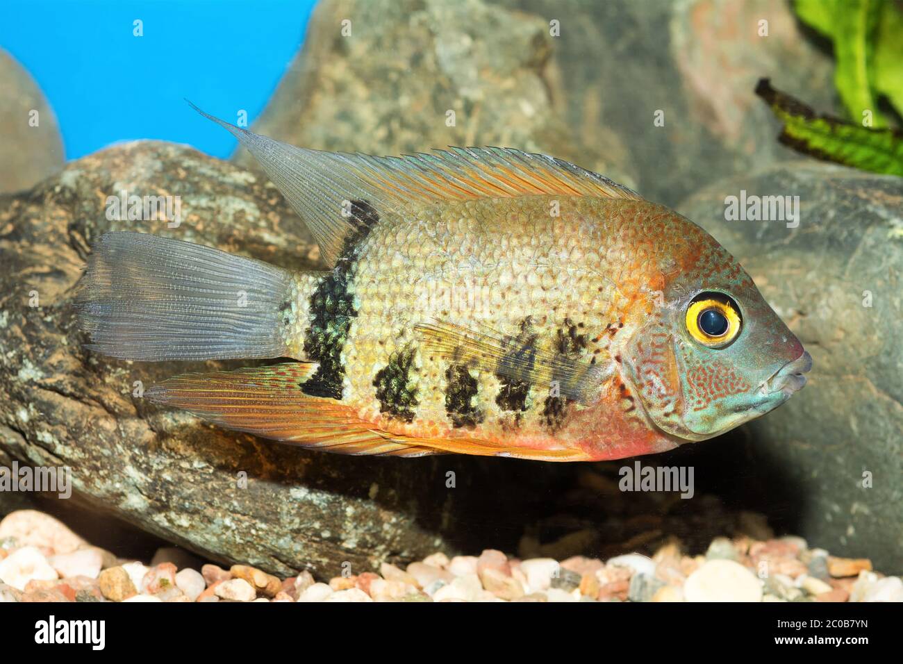 American cichlid hi-res stock photography and images - Alamy