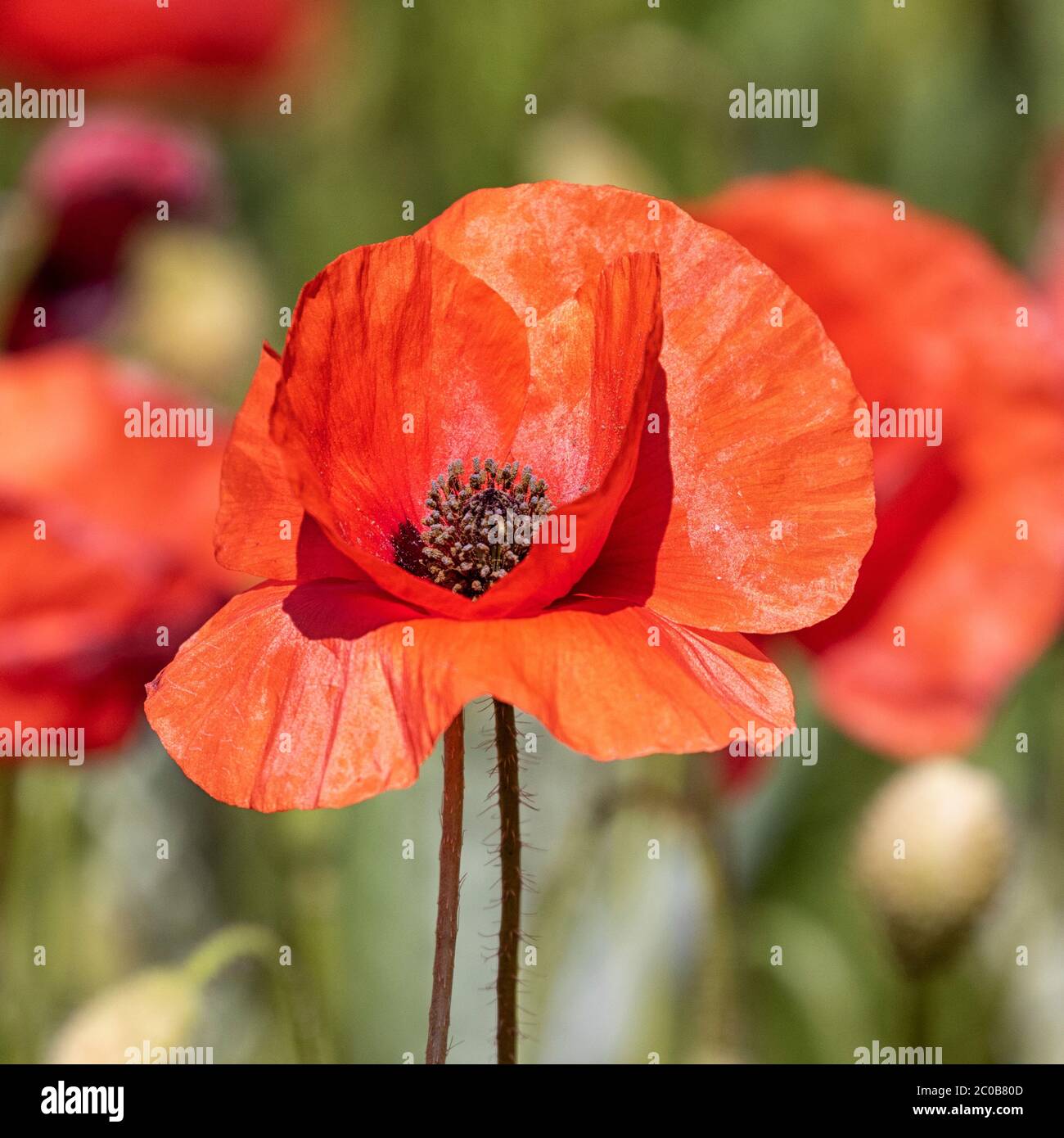 Poppyfields In Norfolk High Resolution Stock Photography and Images - Alamy