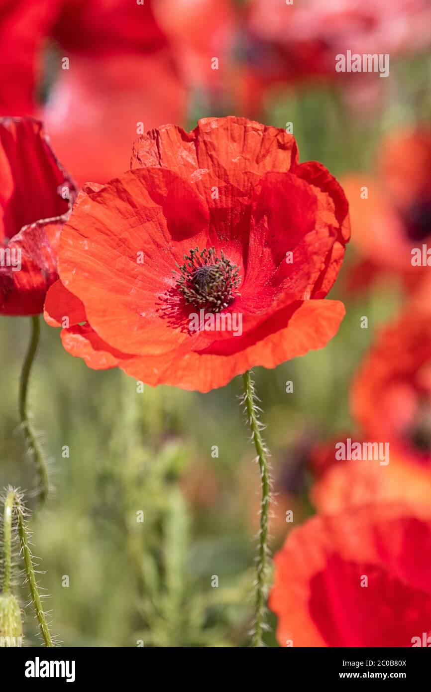 Acres of Norfolk Poppies, a sea of red colour Stock Photo - Alamy