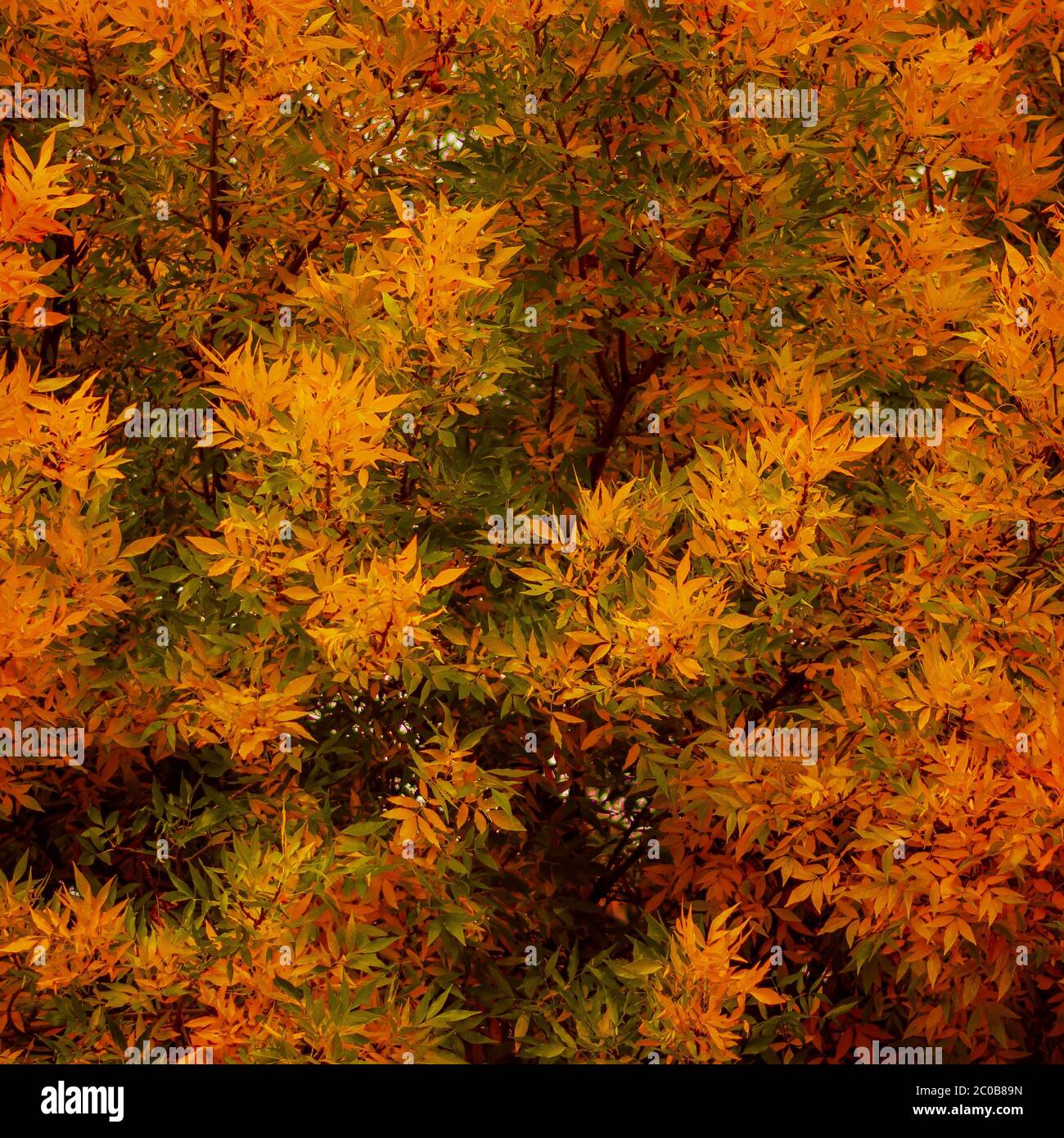 Red orange yellow fall hi-res stock photography and images - Alamy