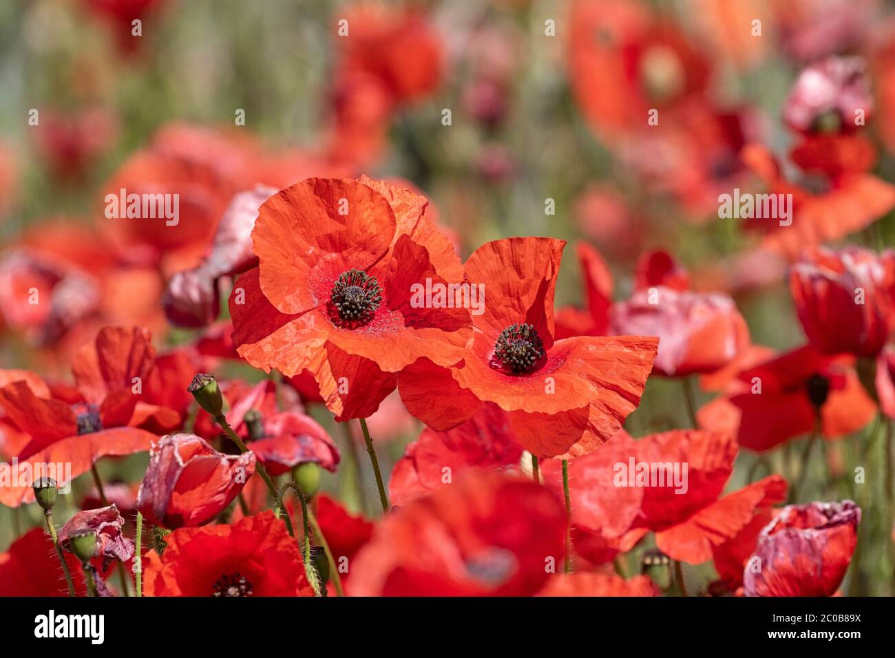 Poppyfields In Norfolk High Resolution Stock Photography and Images - Alamy