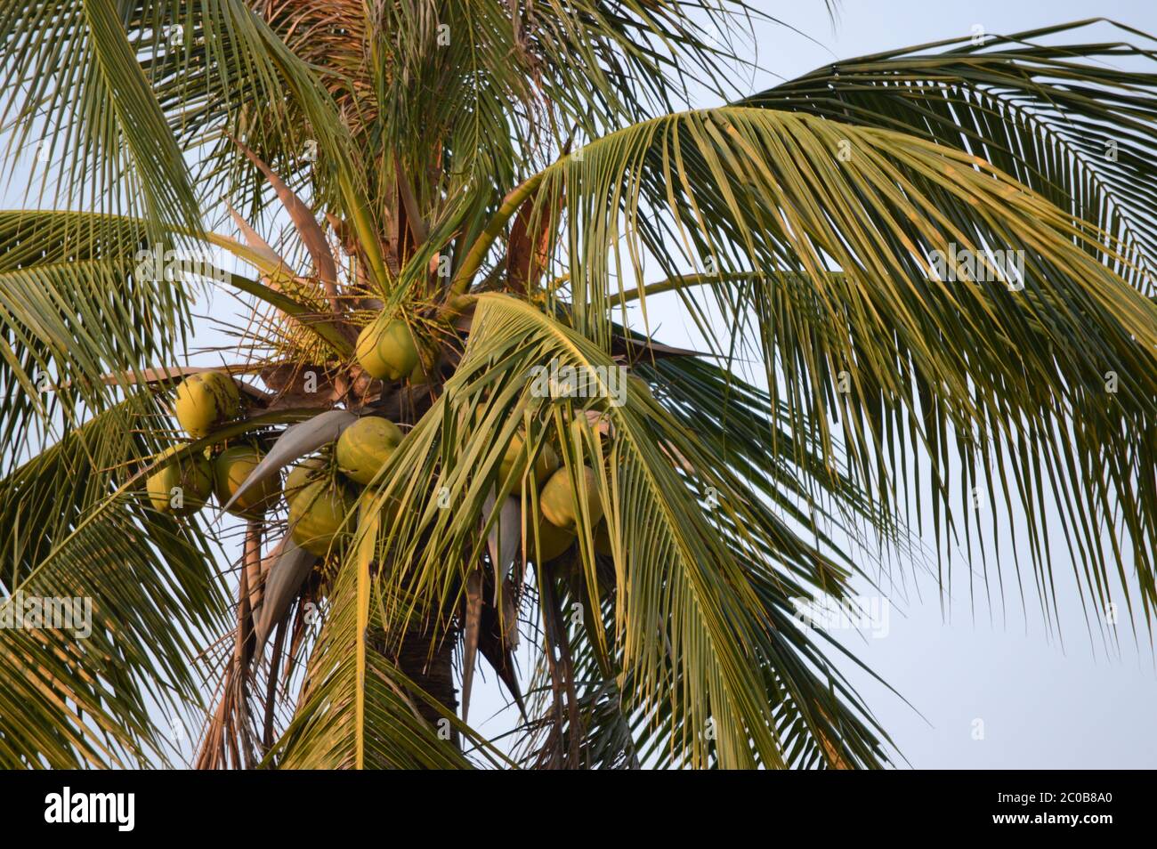 Macapuno hi-res stock photography and images - Alamy