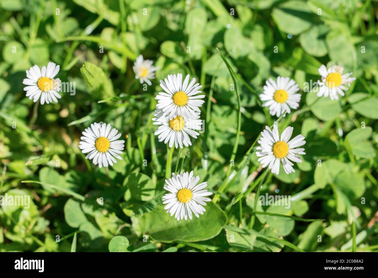 Daisies in the grass Stock Photo - Alamy