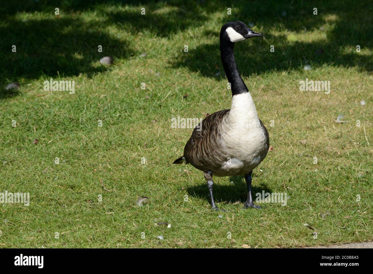Canadian Gesse Waddling to the Water Stock Photo - Alamy