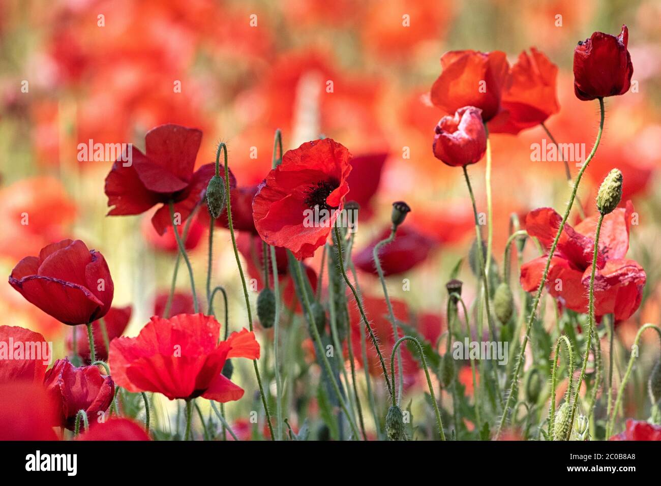 Acres of Norfolk Poppies, a sea of red colour Stock Photo - Alamy