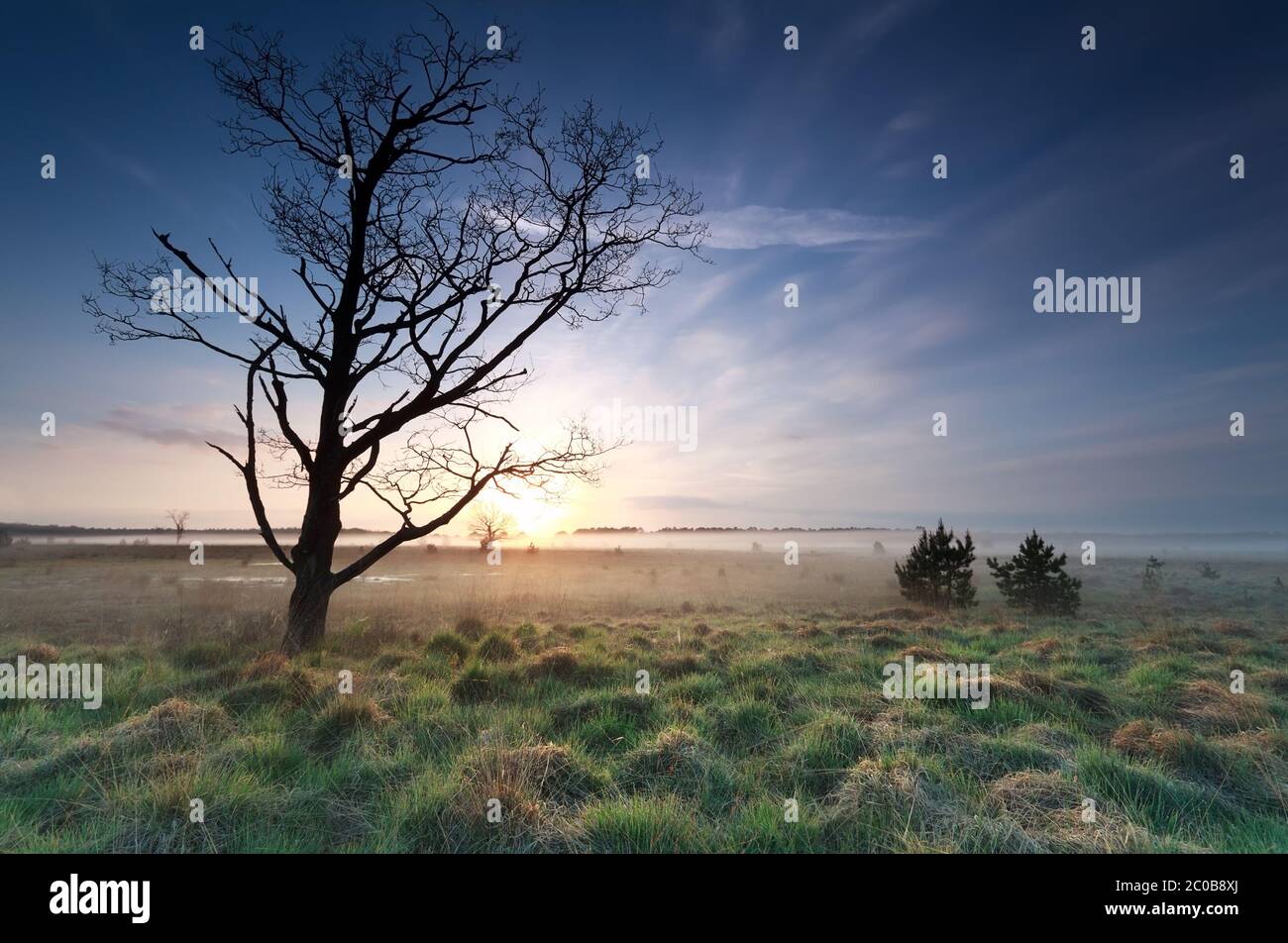 tree on meadow and sunrise Stock Photo - Alamy