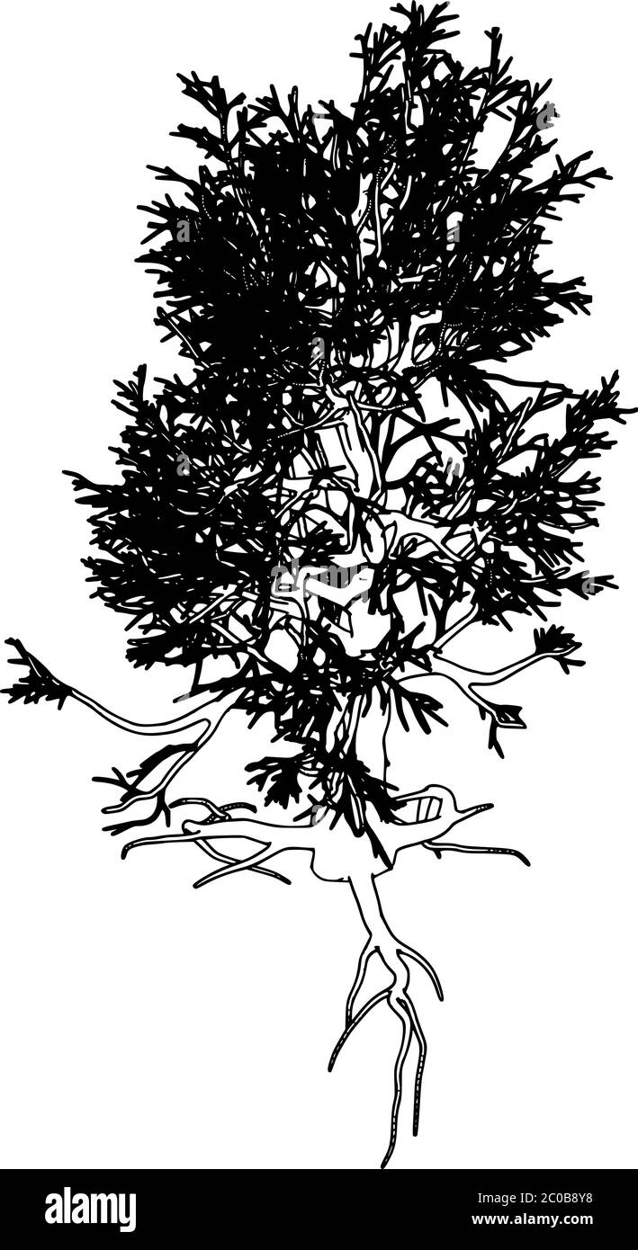 sketch of a tree on a white background vector Stock Vector Image & Art ...