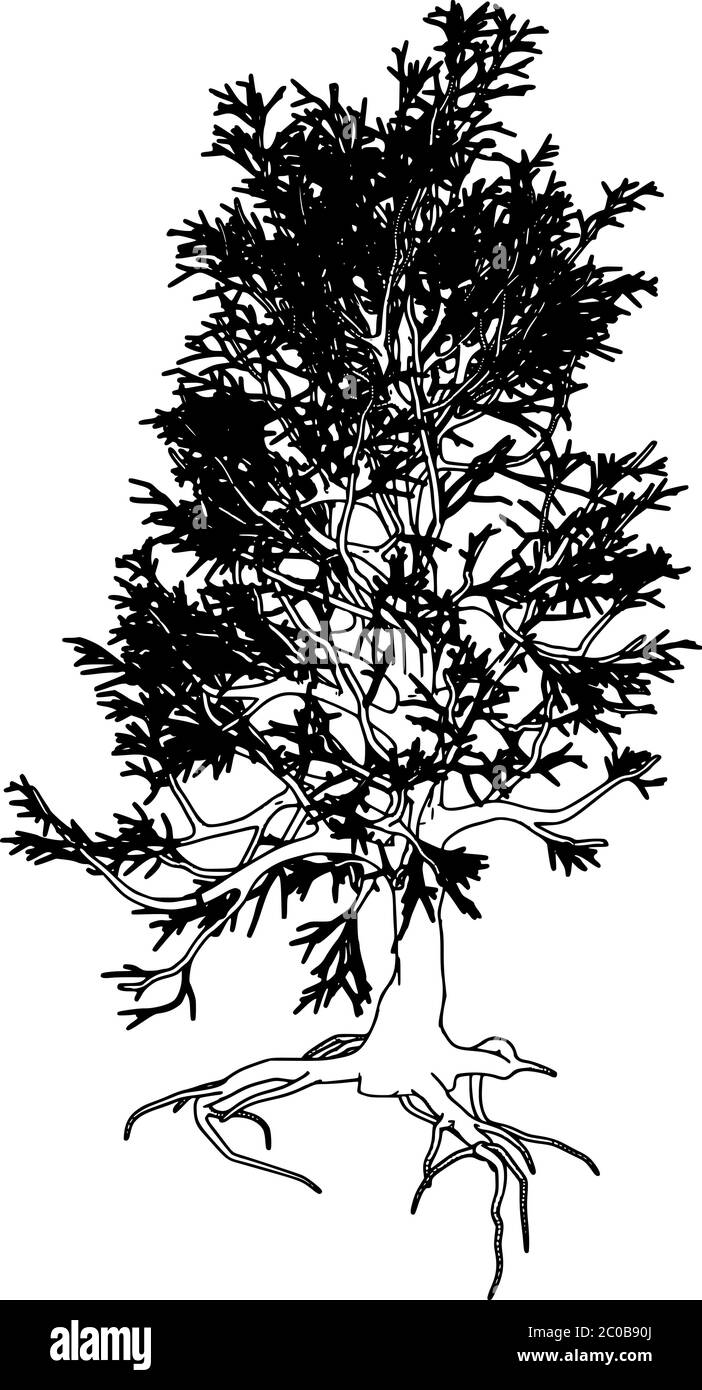 sketch of a tree on a white background vector Stock Vector Image & Art ...