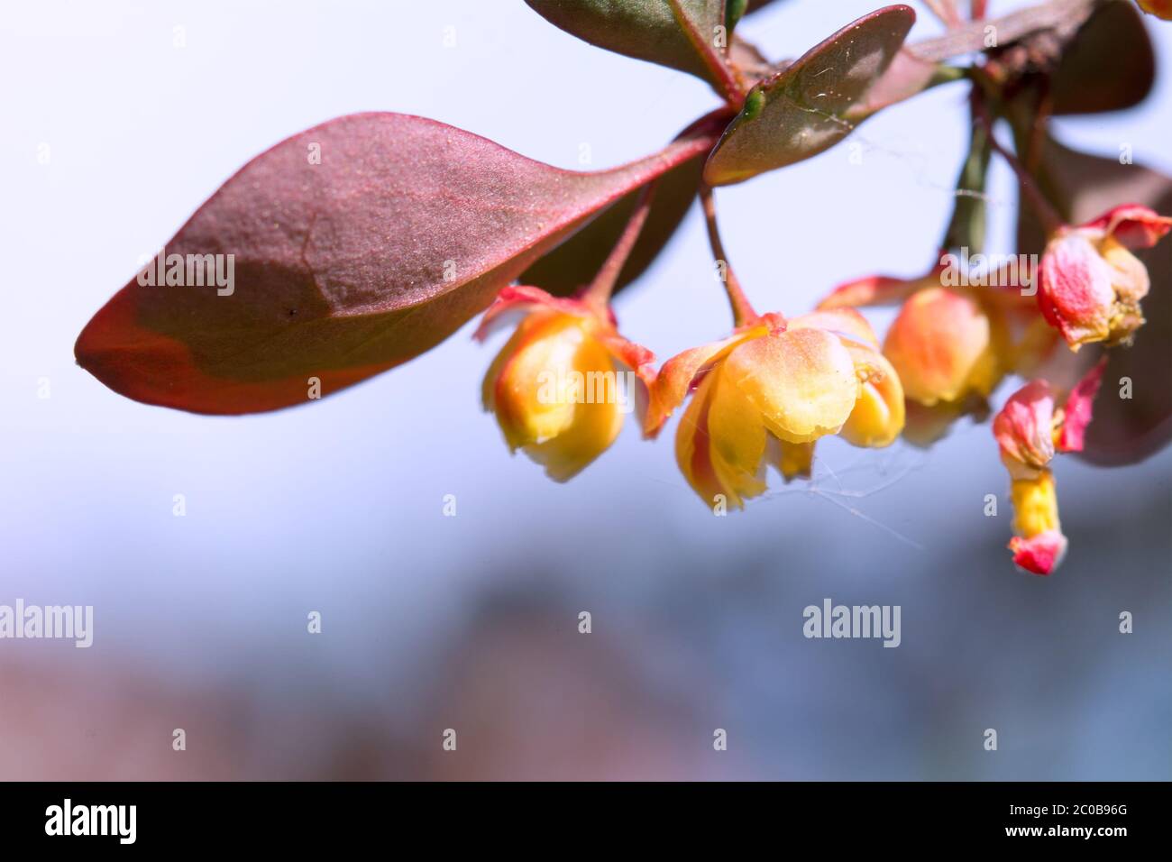 Red leaf yellow flower hi-res stock photography and images - Alamy