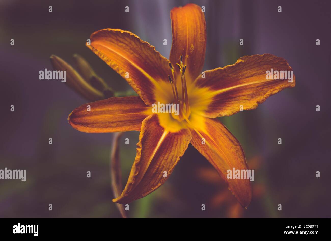 Rare bright orange red hi-res stock photography and images - Alamy